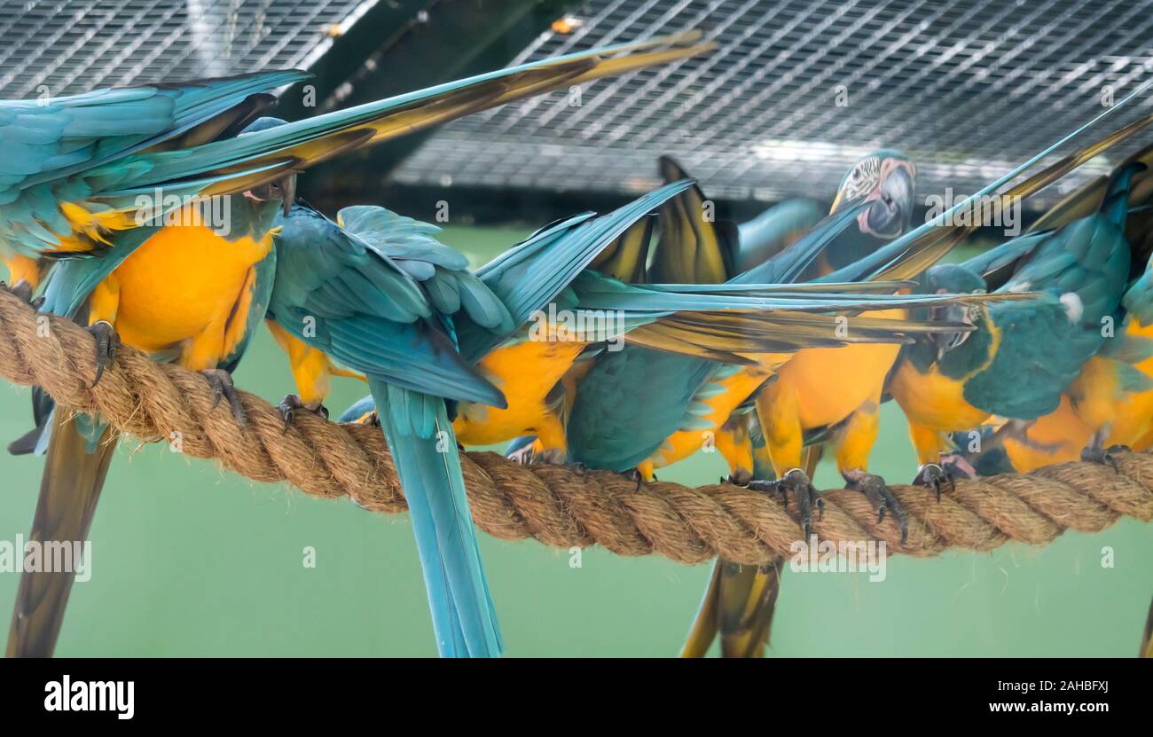 A Flock of Blue-and-yellow macaw (Ara ararauna) South American parrot ...