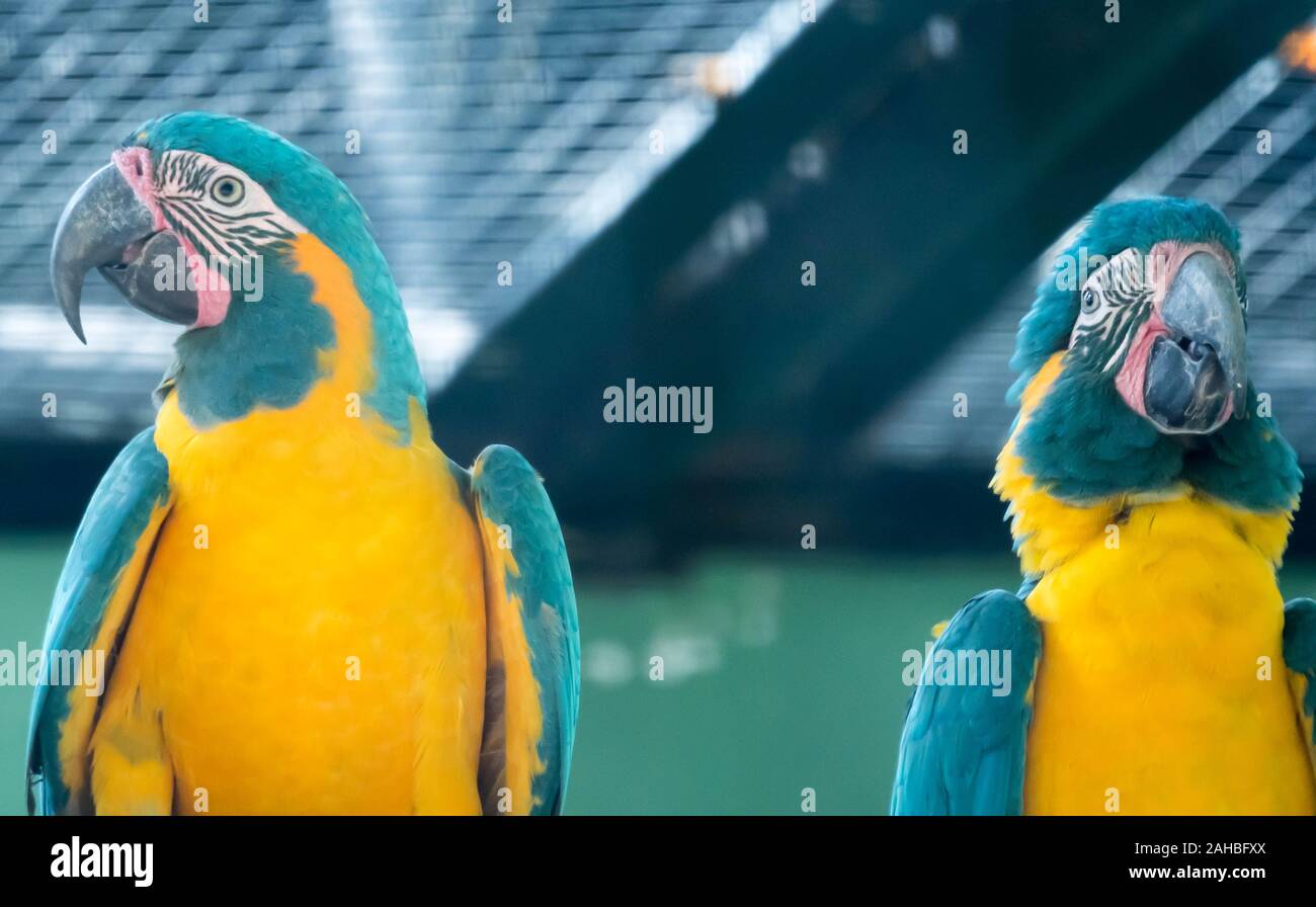 A Flock of Blue-and-yellow macaw (Ara ararauna) South American parrot ...