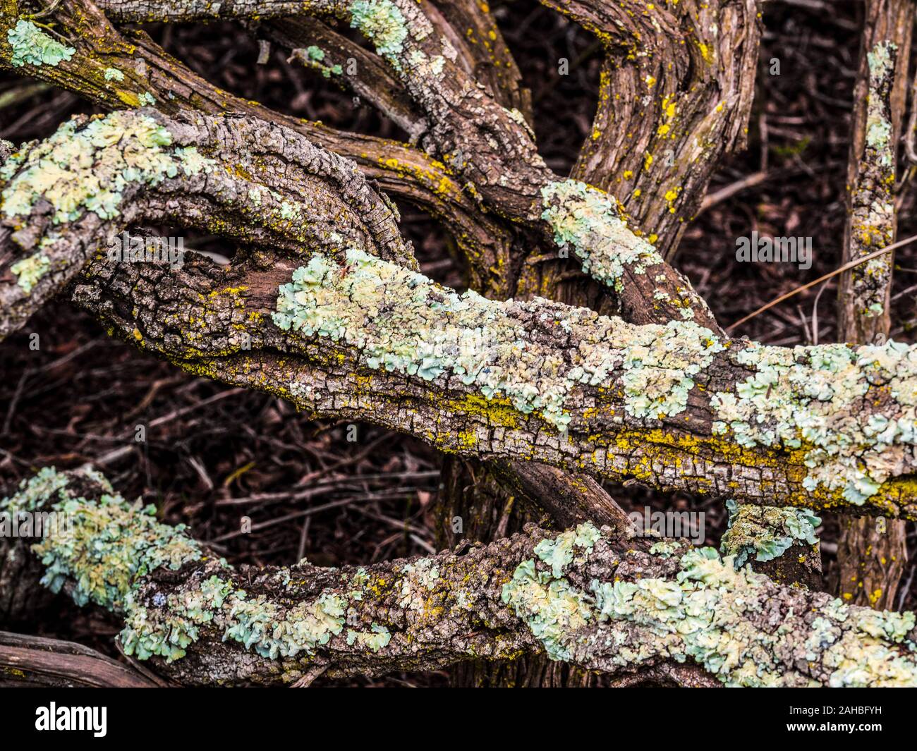nature's artistic arrangement of lichen fungus on dead branches Stock ...