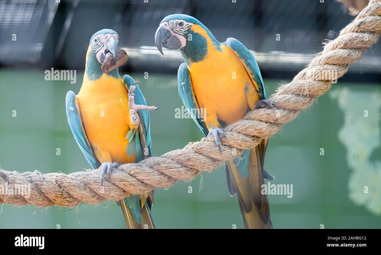 A beautiful blue-and-yellow macaw (Ara ararauna), also known as the blue-and-gold macaw Stock ...