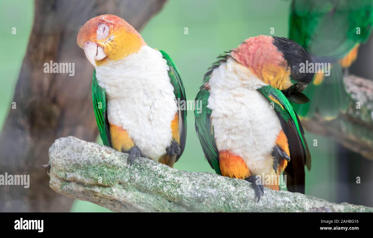 Couple of Caique, White Bellied, Pionites leucogaster, seven-color ...