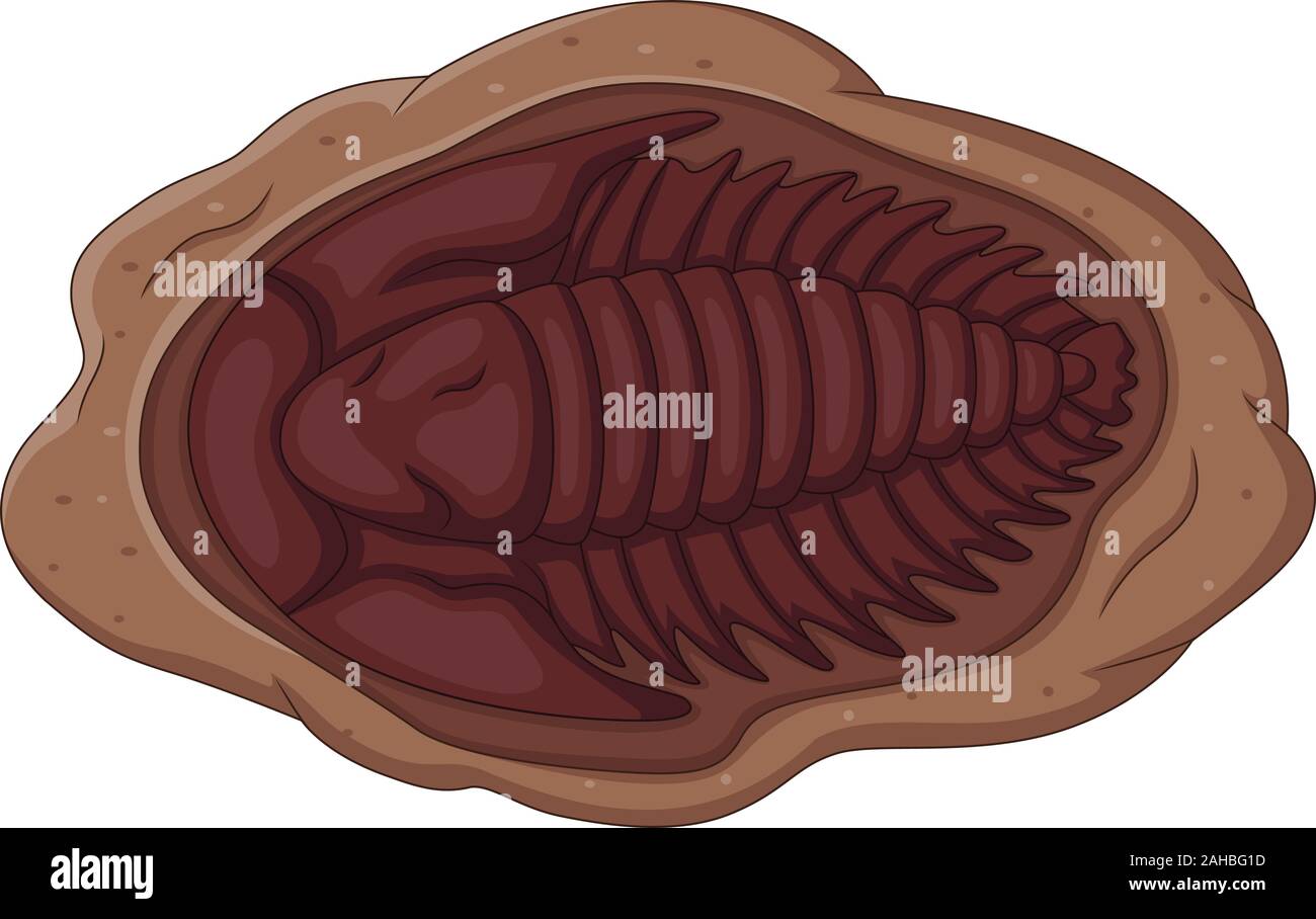 Illustration of trilobite fossil on a white background Stock Vector ...