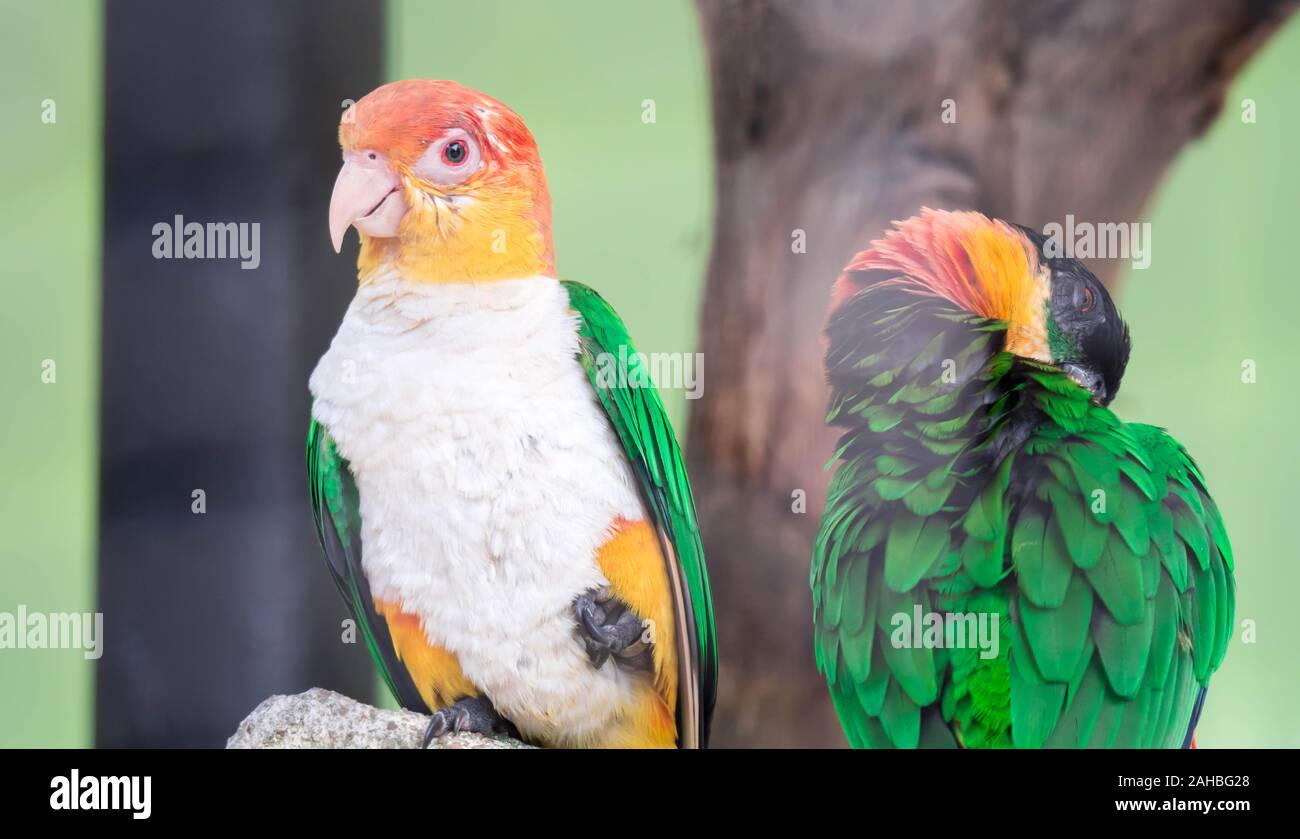 Couple of Caique, White Bellied, Pionites leucogaster, seven-color ...