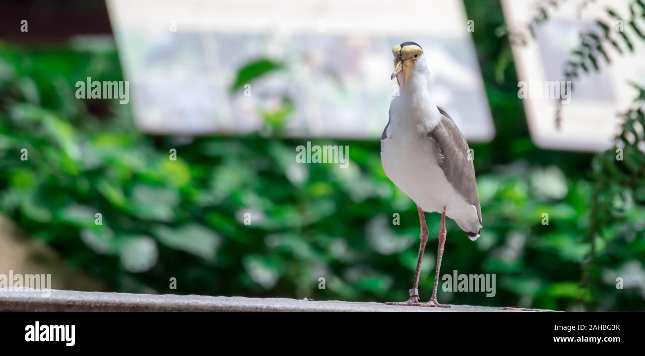Masked lapwing (Vanellus miles), commonly referred to as a plover and ...