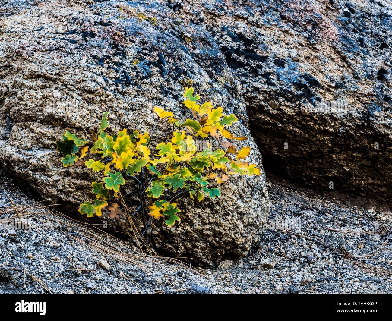 oak tree sapling on granite rocks Stock Photo - Alamy