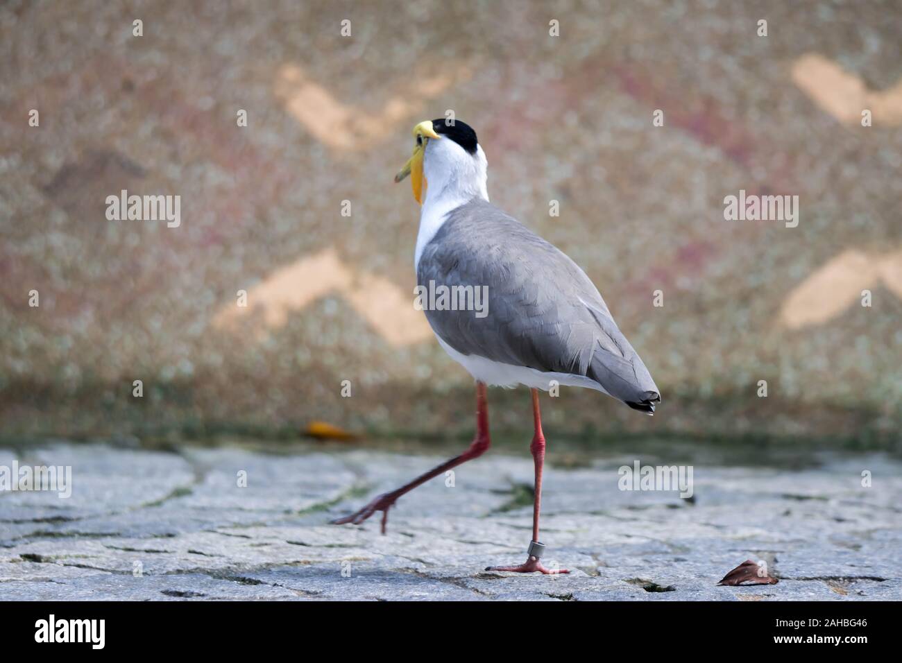 Masked lapwing (Vanellus miles), commonly referred to as a plover and ...