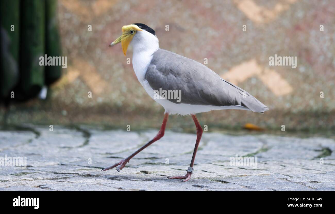 Masked lapwing (Vanellus miles), commonly referred to as a plover and ...