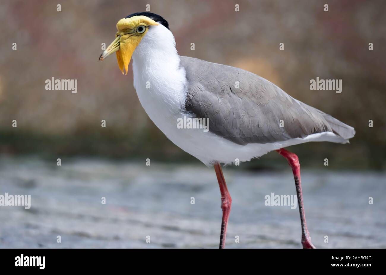 A Masked lapwing (Vanellus miles), commonly known in Asia as derpy bird ...