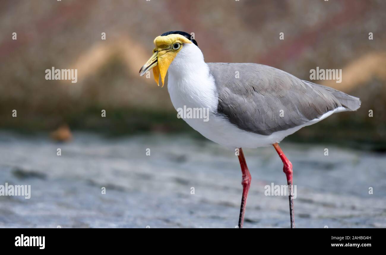 A Masked lapwing (Vanellus miles), commonly known in Asia as derpy bird ...