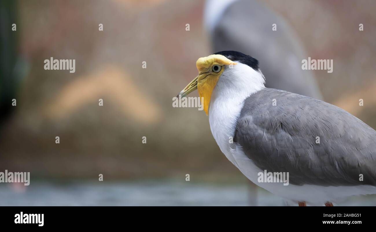 Durian face bird hi-res stock photography and images - Alamy