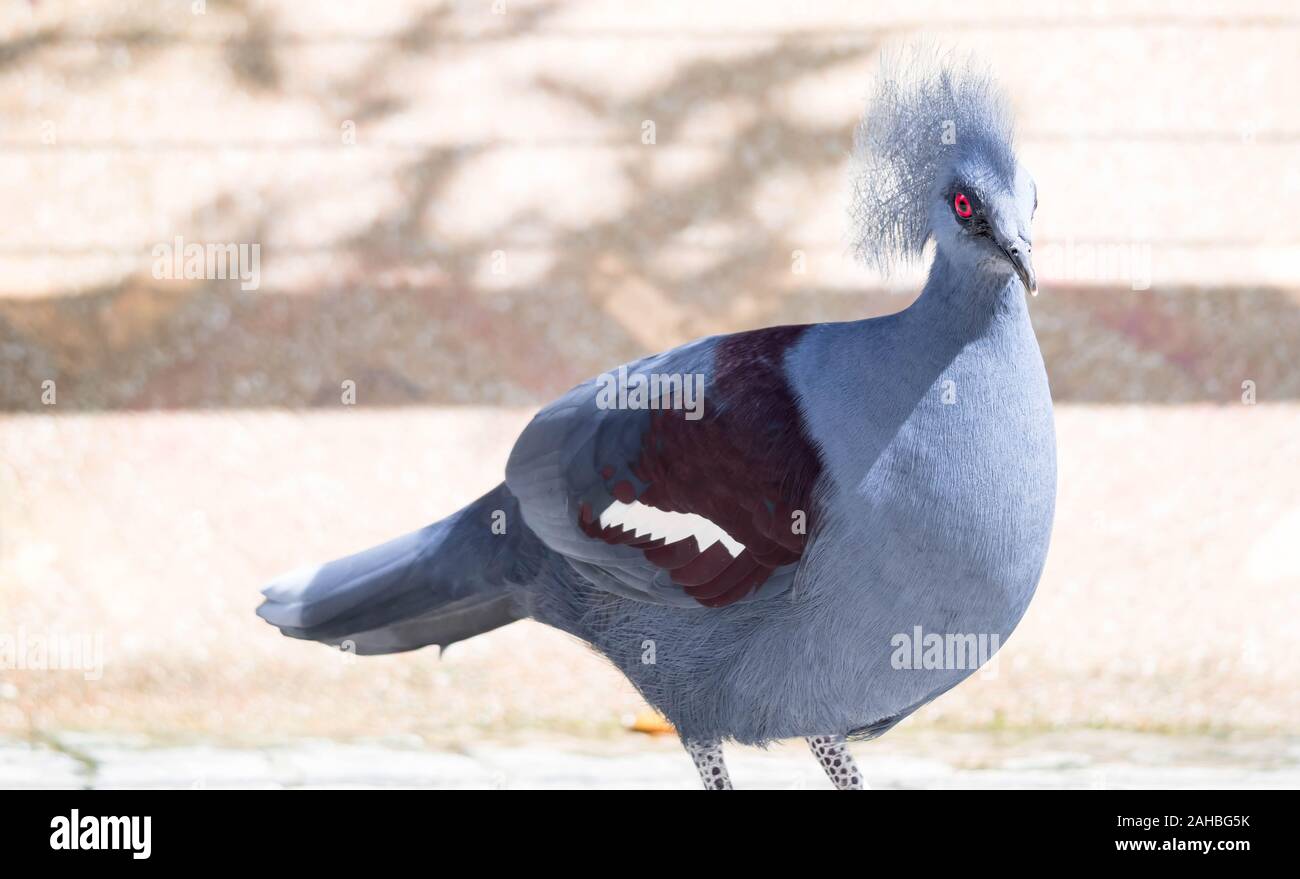 Bird goura hi-res stock photography and images - Alamy