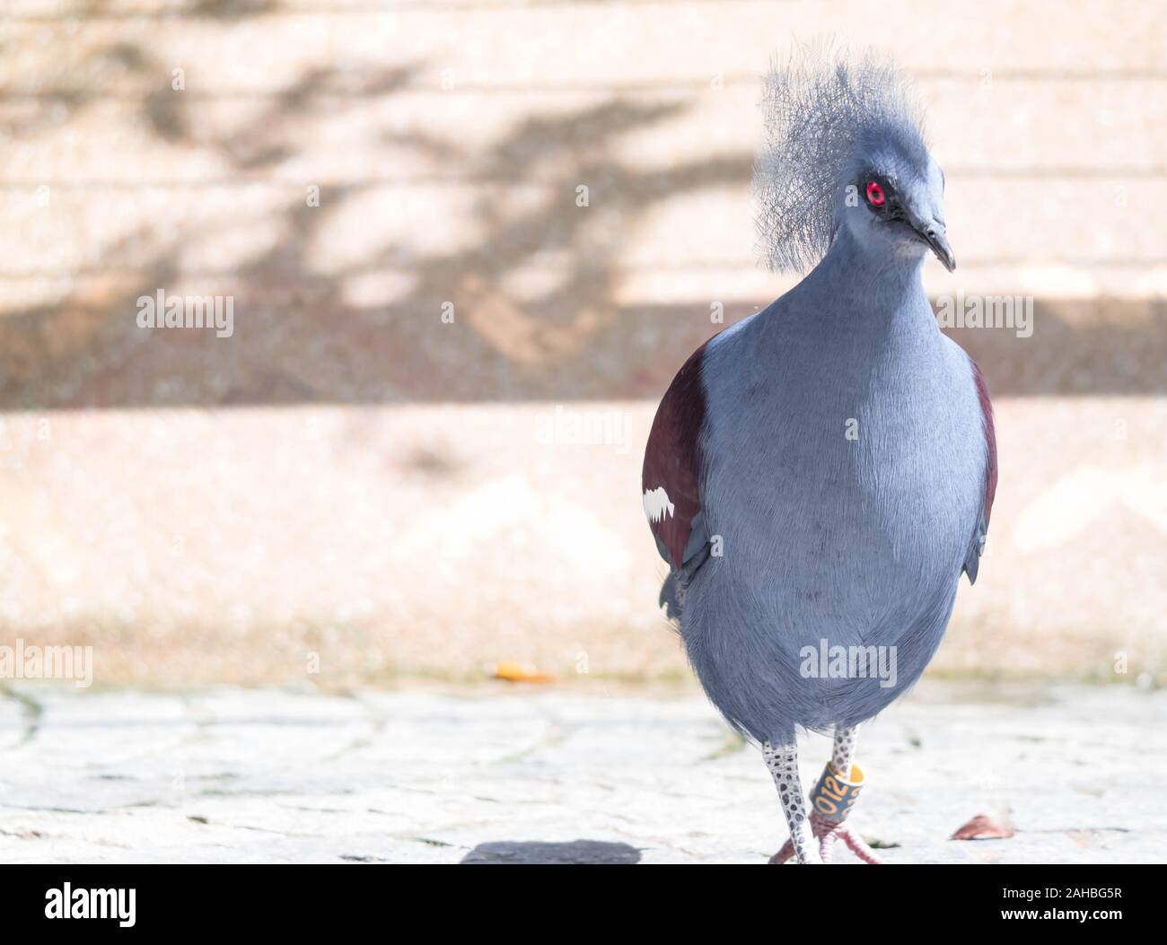 Bird goura hi-res stock photography and images - Alamy