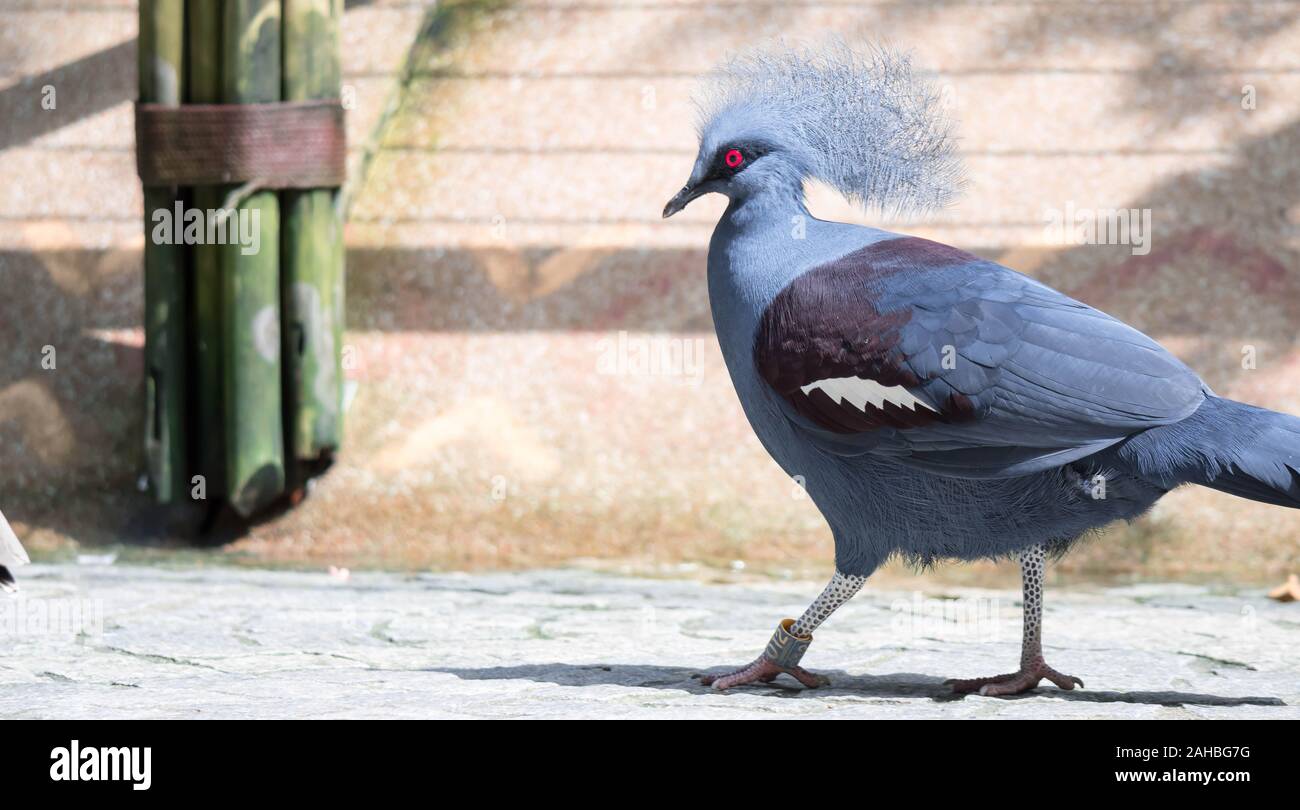 A Victoria Crowned bird (Goura victoria Stock Photo - Alamy