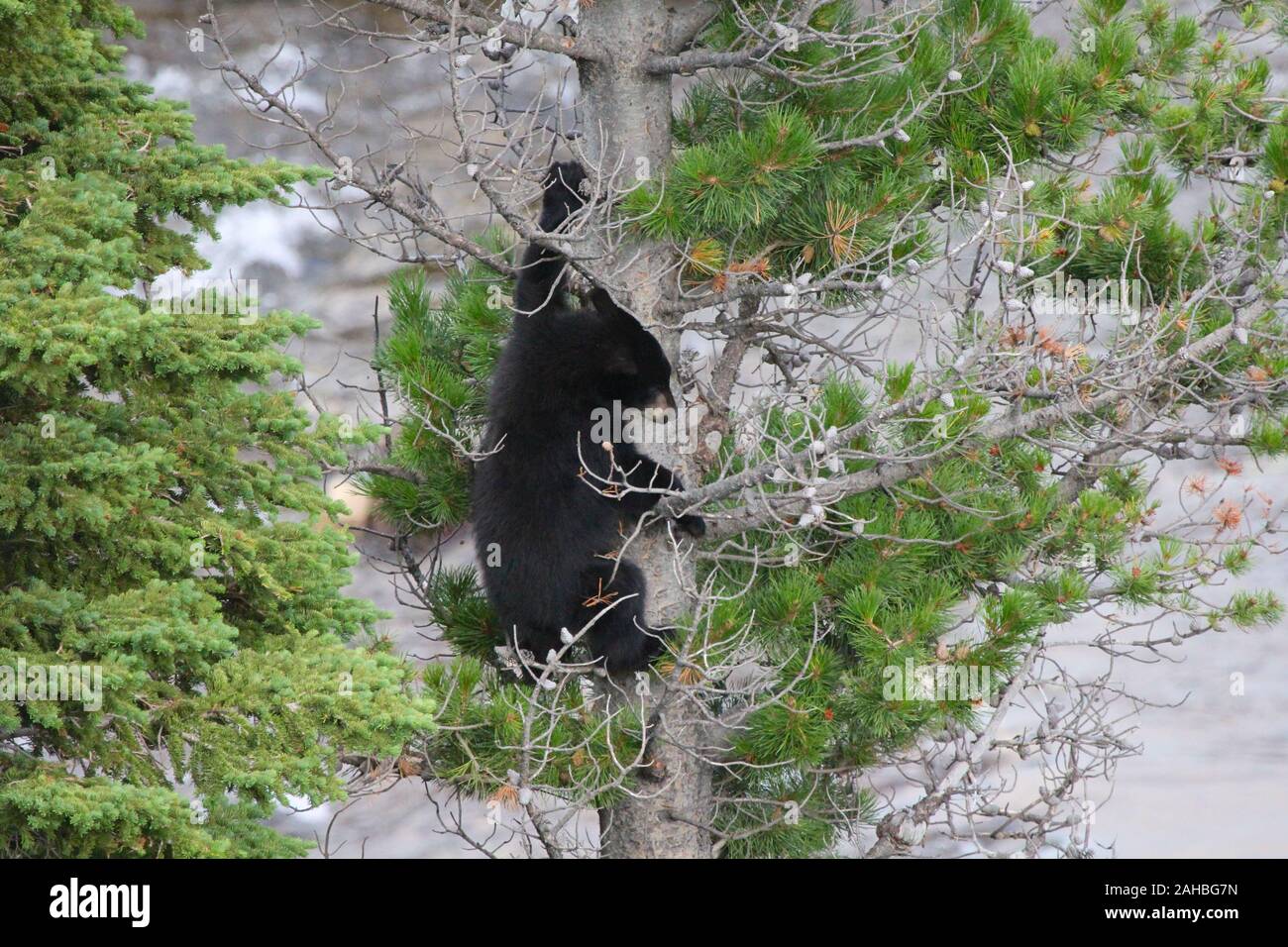 Black Bear cub climbing a tree in Glacier National Park, Montana Stock ...