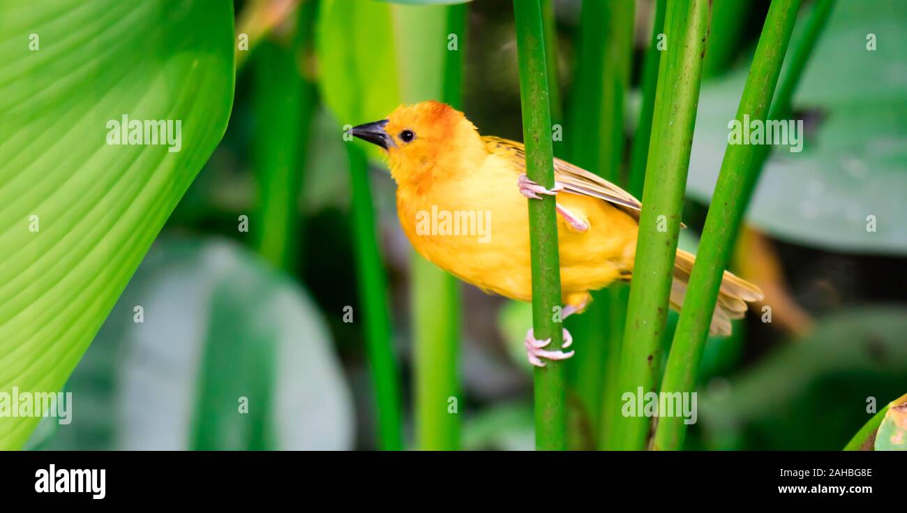 Taveta golden weaver hi-res stock photography and images - Alamy