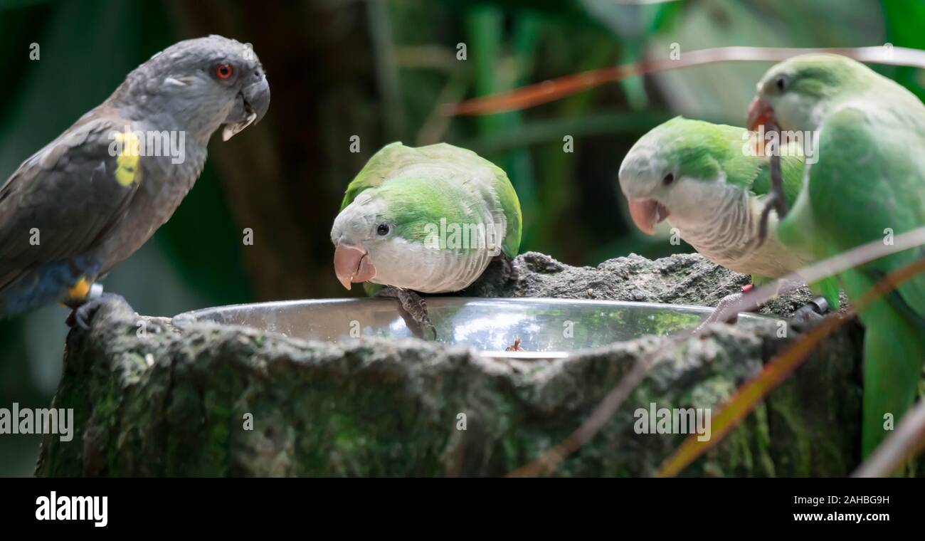 Flock of monk parakeet (Myiopsitta monachus), also known as the Quaker ...