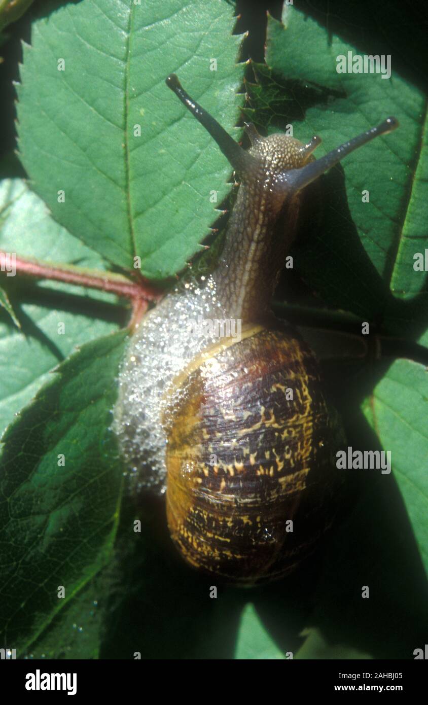 COMMON GARDEN SNAIL (HELIX ASPERSA) ON LEAVES OF ROSE BUSH (ROSA). THE ...