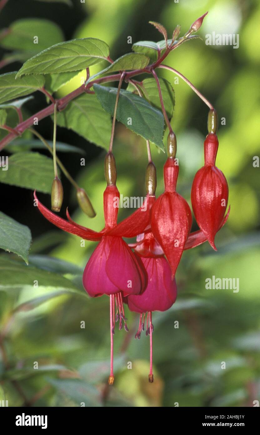 Close up of fuchsia hi-res stock photography and images - Alamy