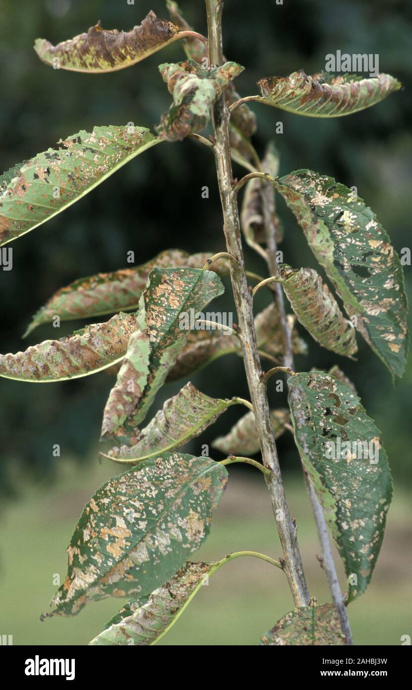 Sawfly damage hi-res stock photography and images - Alamy