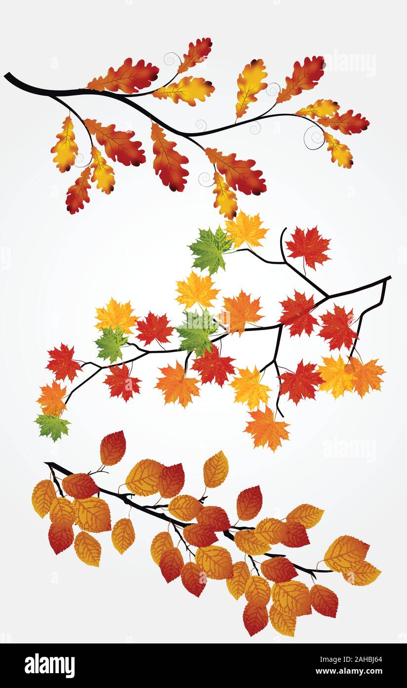 Autumn leaves on white background Stock Vector Image & Art - Alamy