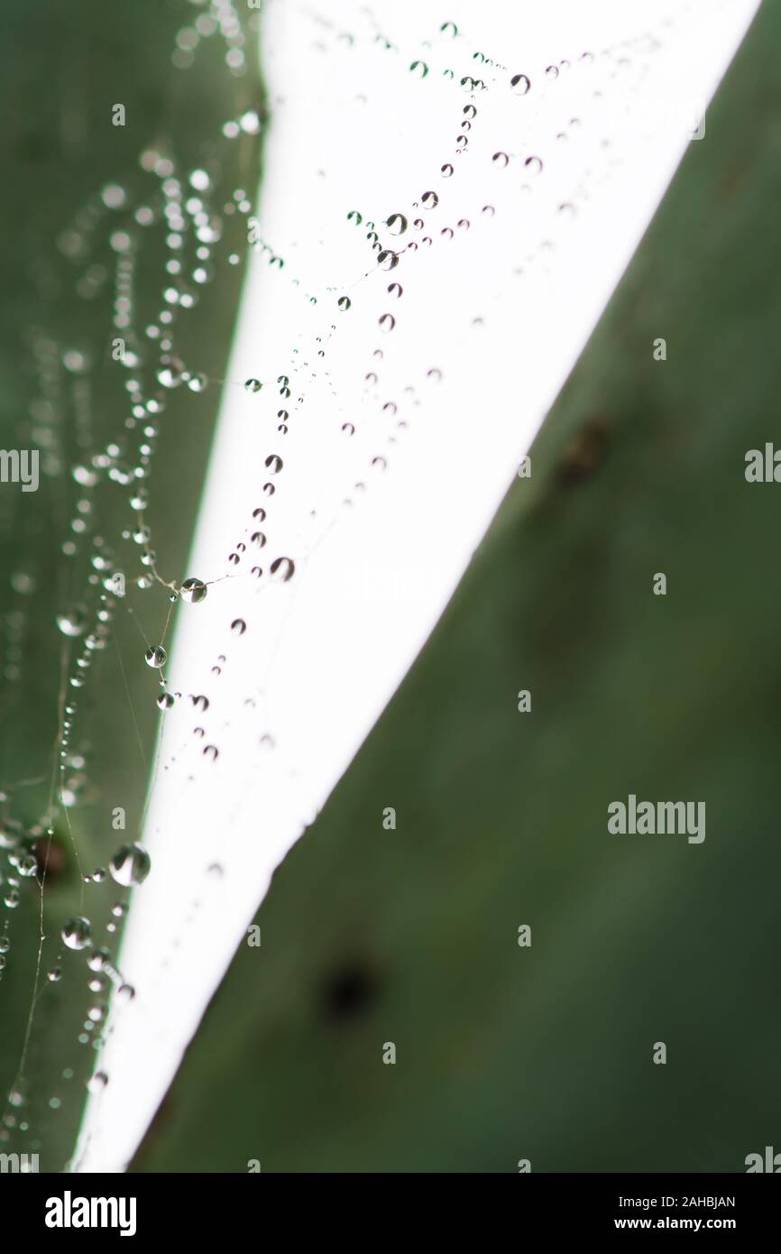 Water Drops on Spider Web between cactus plants Stock Photo - Alamy