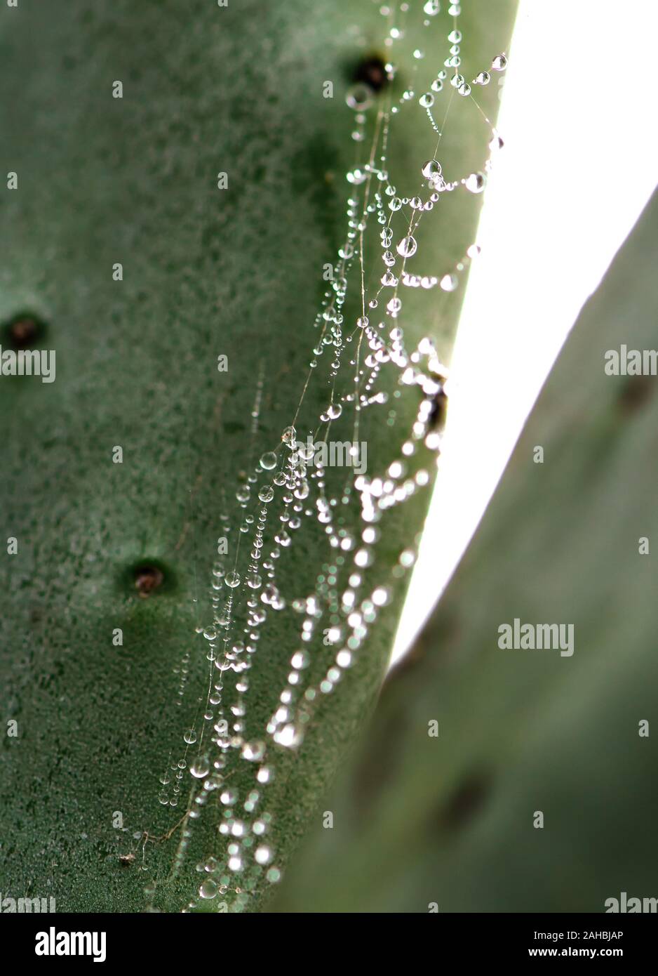Water Drops on Spider Web between cactus plants Stock Photo - Alamy