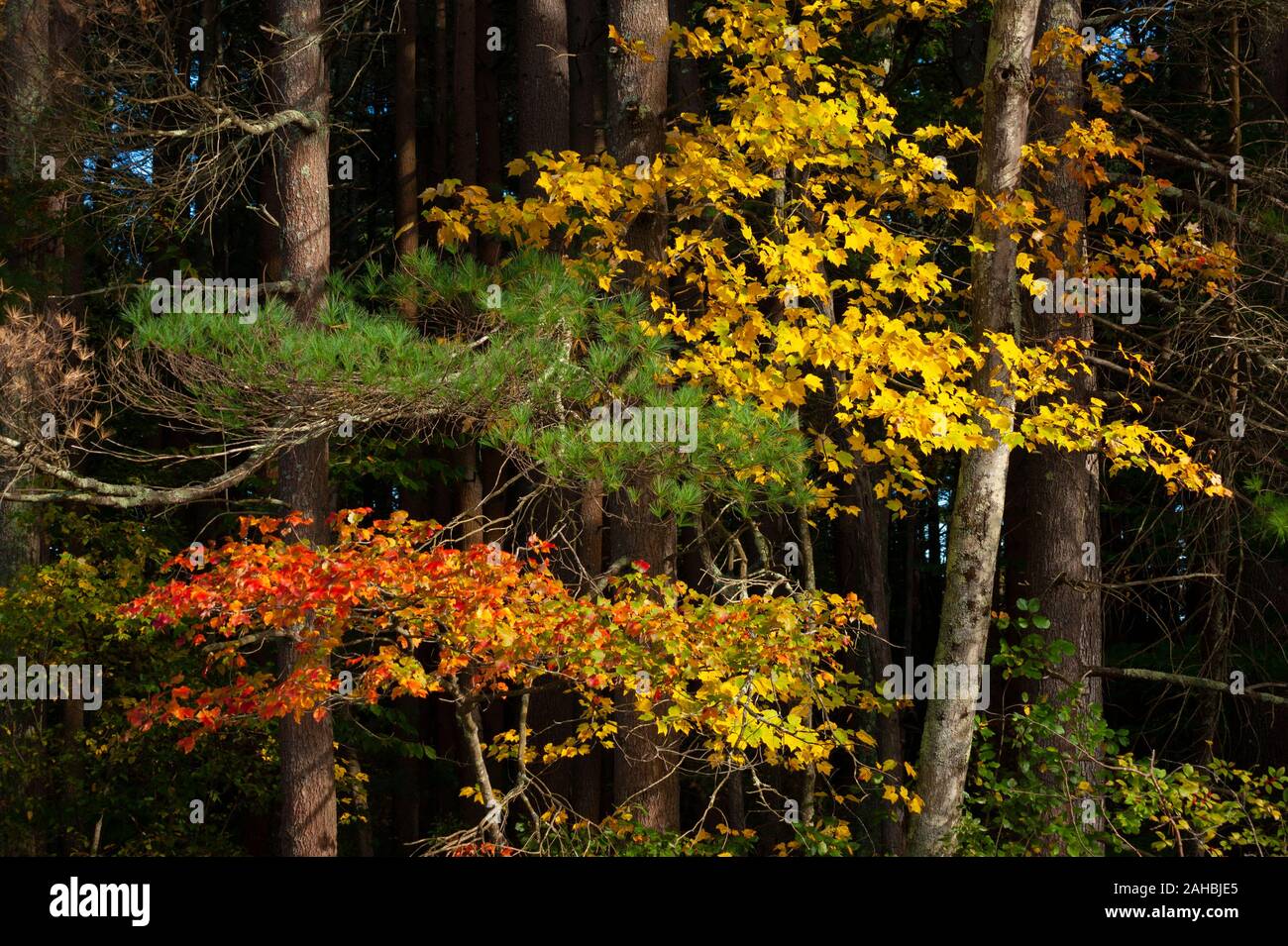Pinus strobus leaves hi-res stock photography and images - Alamy
