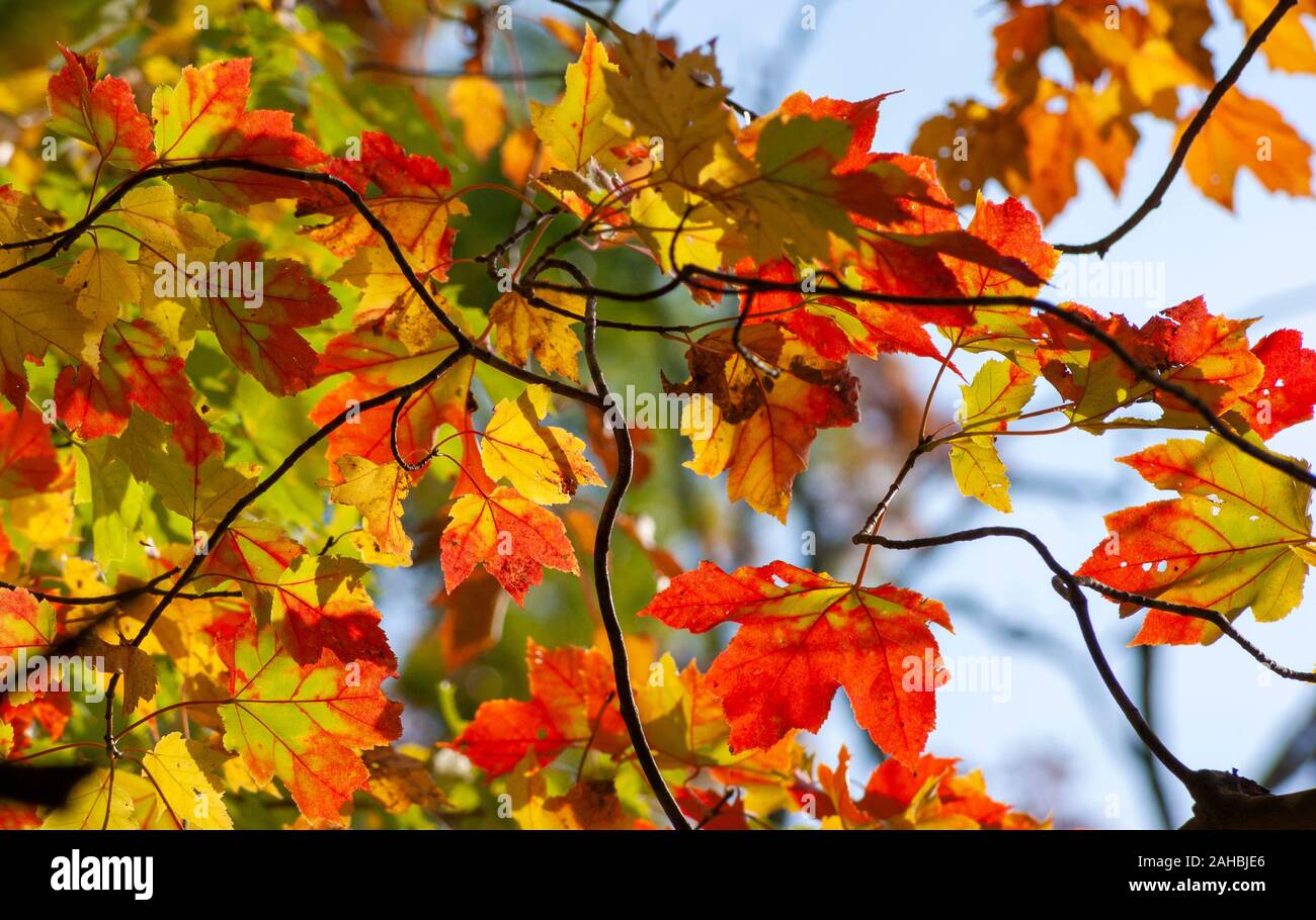 Red maple (Acer rubrum) - twigs with leaves changing color, against a blue sky. Vibrant New ...