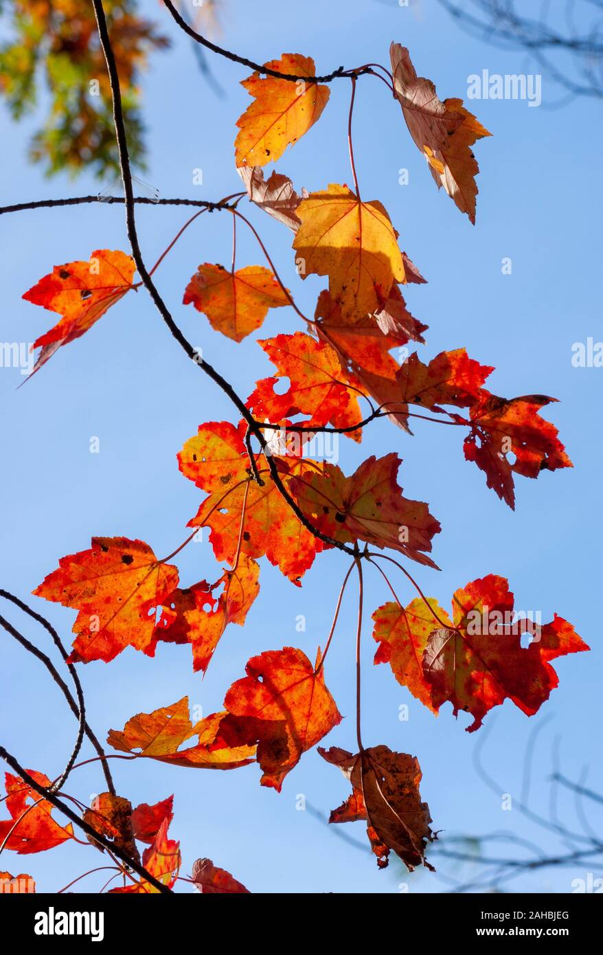 Red maple (Acer rubrum) - twigs with leaves changing color, against a blue sky. Vibrant New ...