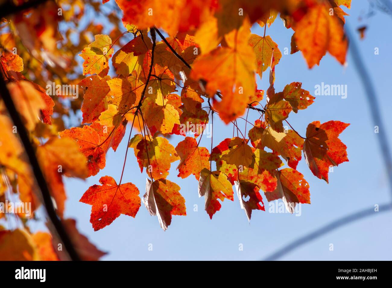 Red maple (Acer rubrum) - twigs with leaves changing color, against a blue sky. Vibrant New ...
