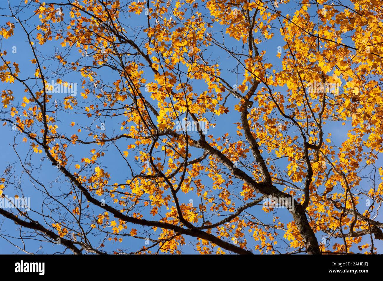 Sugar maple (Acer saccharum) - canopy in shades of brilliant yellow and ...