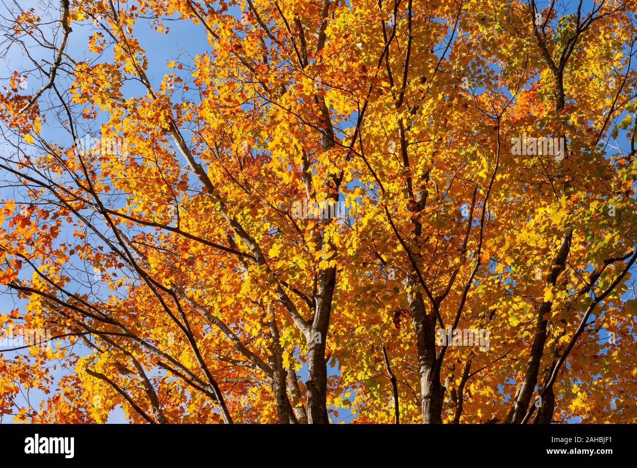Tree canopy turning into autumn shades hi-res stock photography and ...