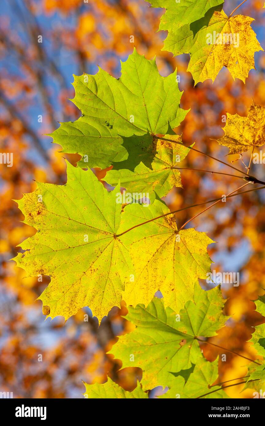Maple leaves changing color hi-res stock photography and images - Alamy