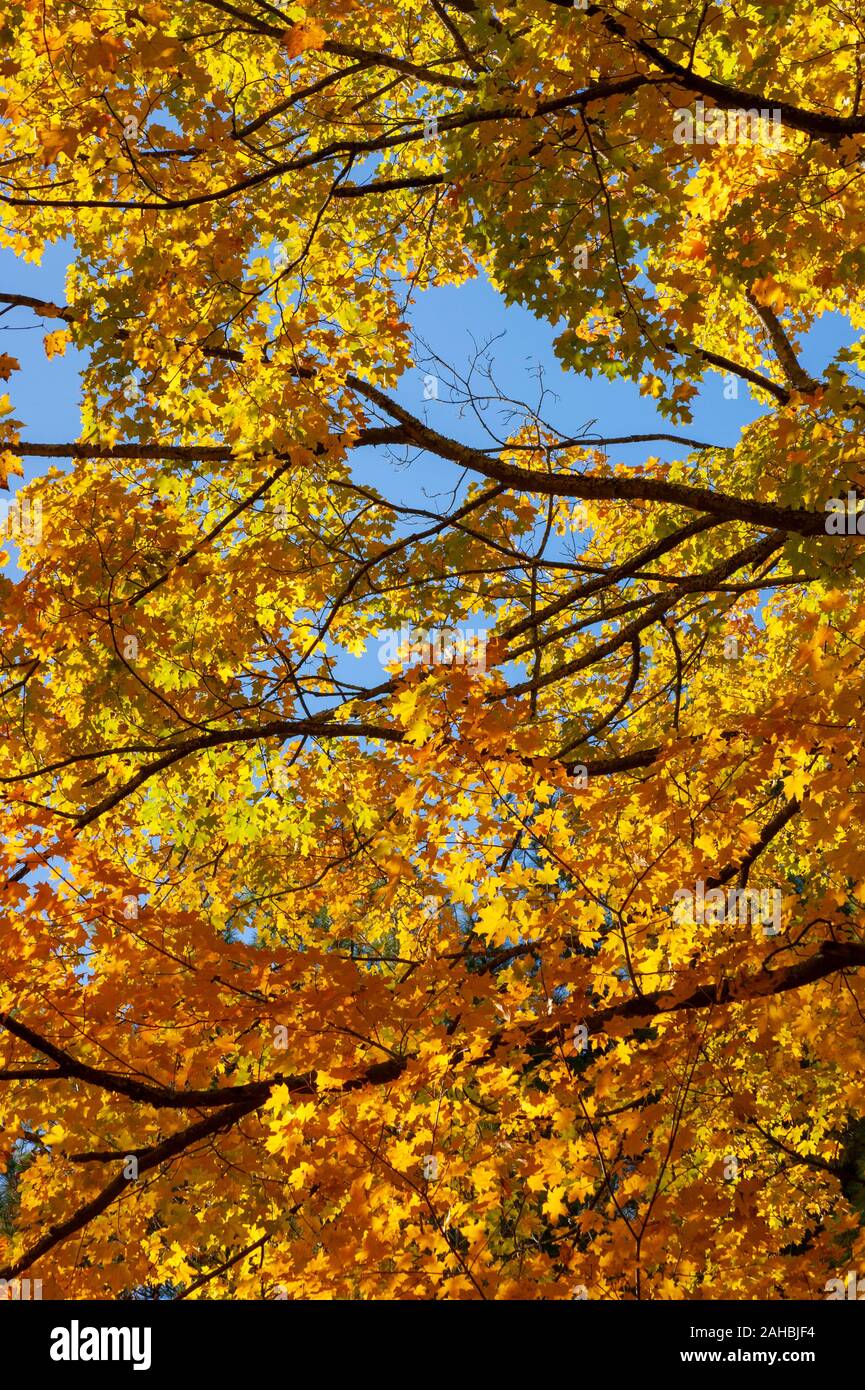 Sugar maple (Acer saccharum) - canopy in shades of brilliant yellow and ...