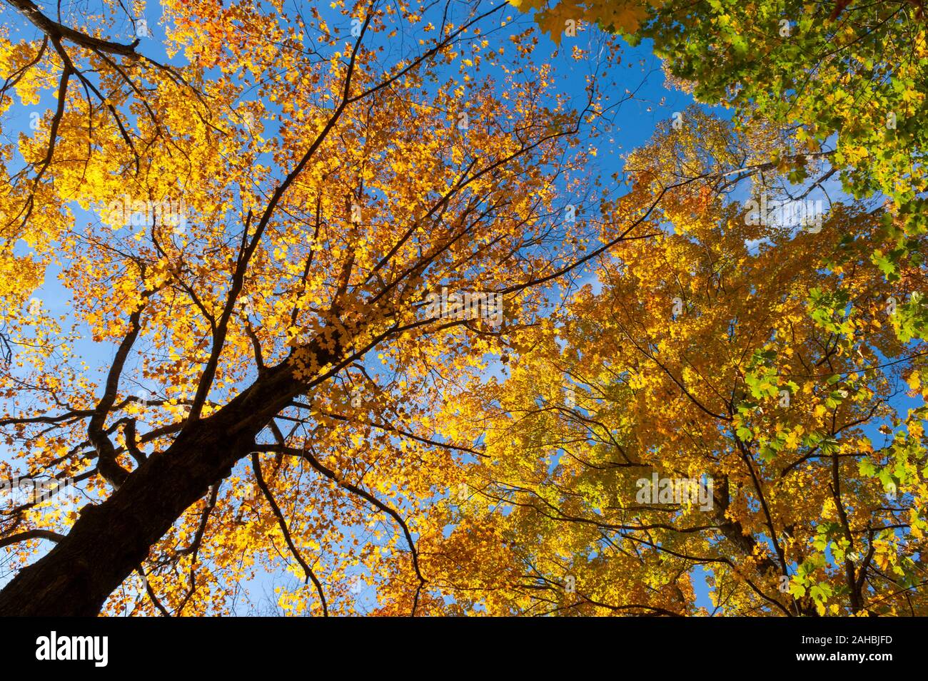 Maple tree canopy hi-res stock photography and images - Alamy