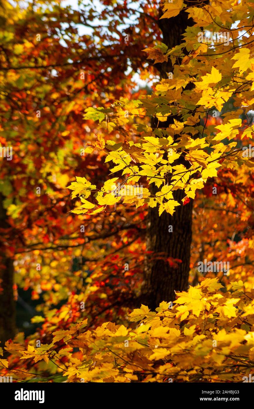 Red maple (Acer rubrum) - crown in shades of brilliant yellow and orange. Fall foliage in New ...