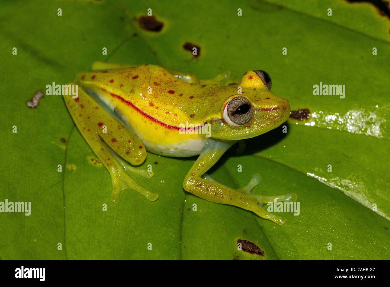 Polka-dot Tree Frog Stock Photo - Alamy