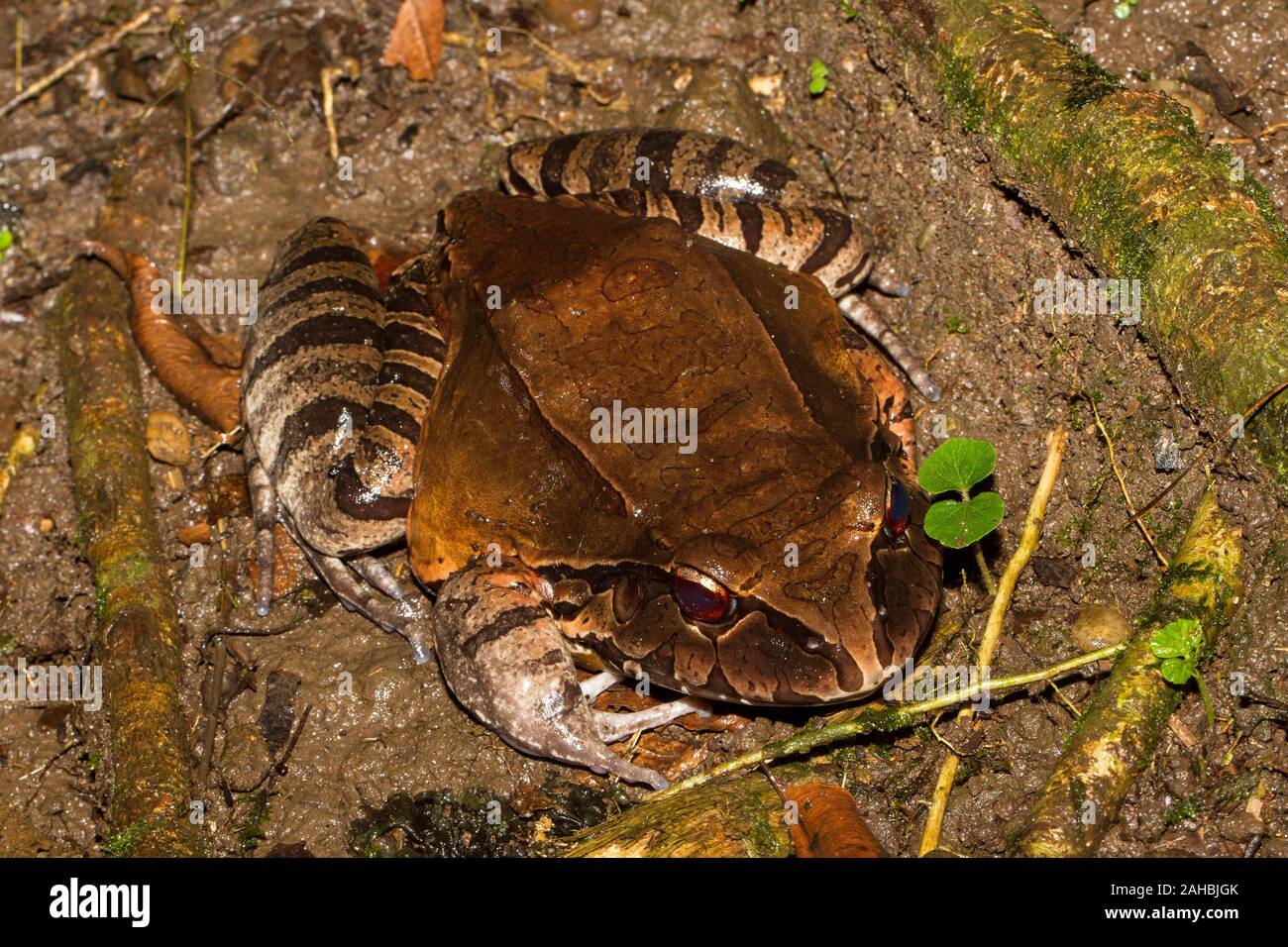 Smokey jungle frog hi-res stock photography and images - Alamy