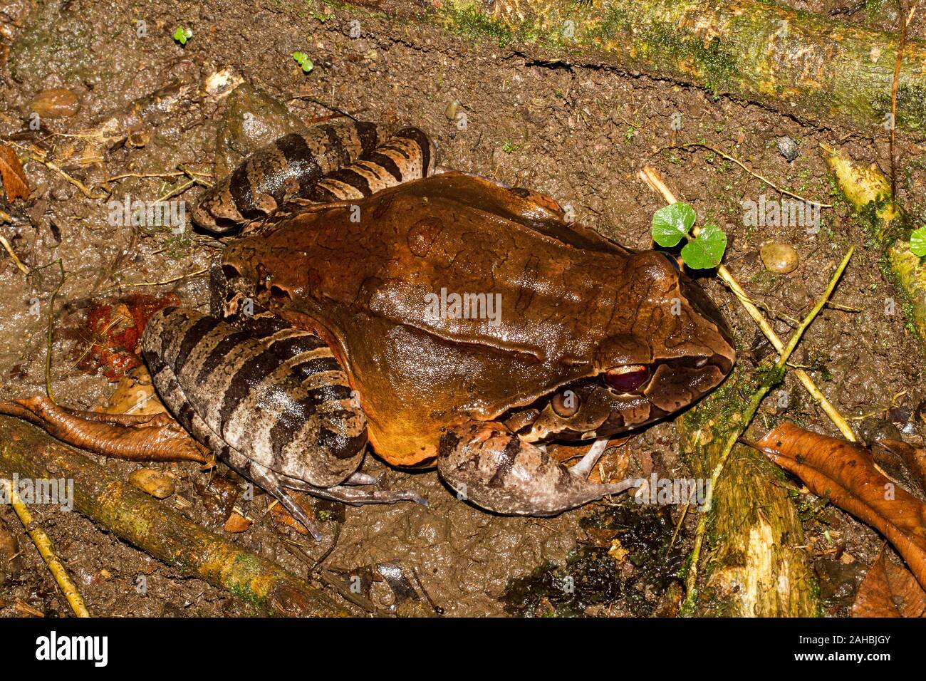Jungle frog hi-res stock photography and images - Alamy