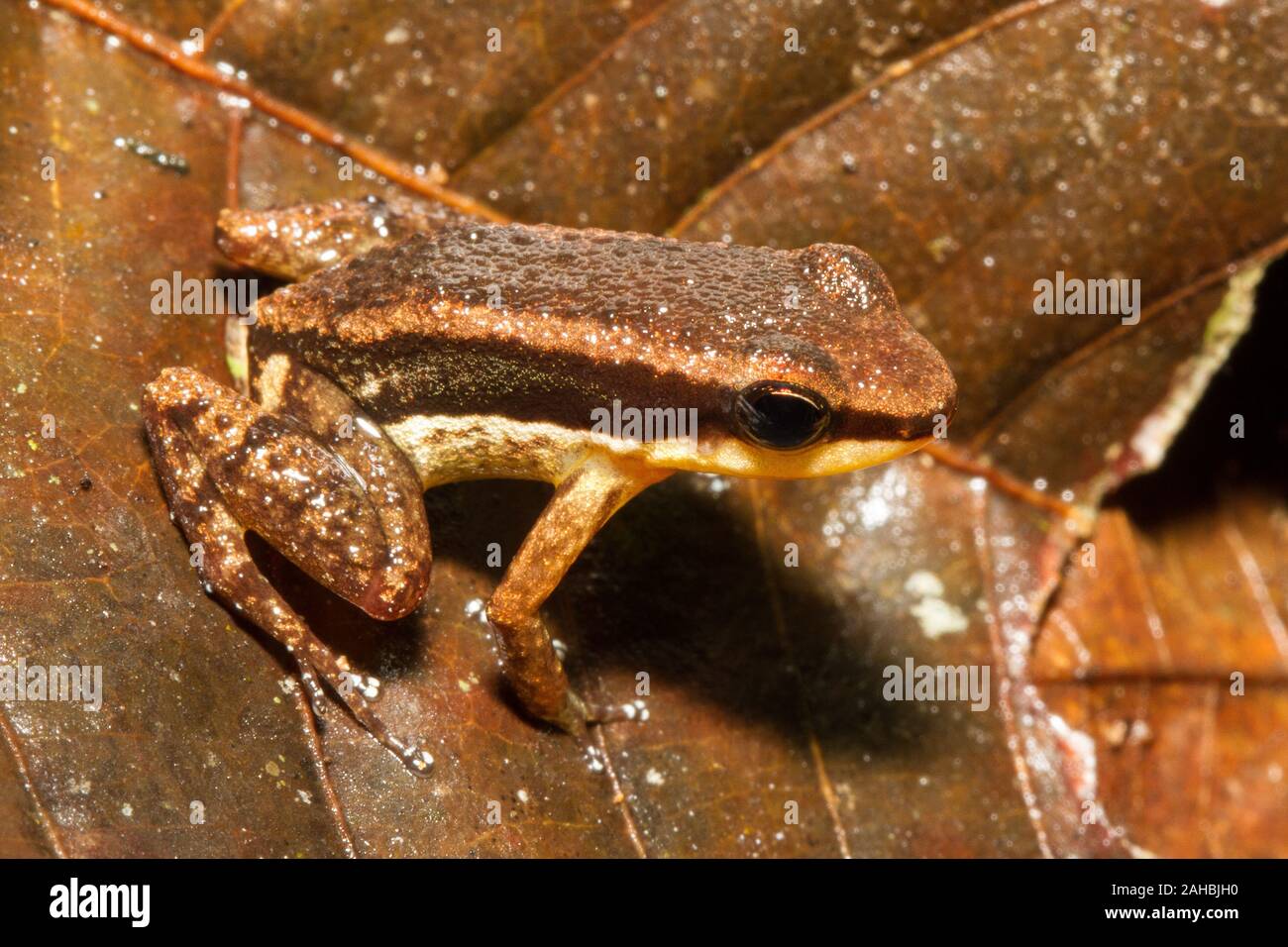 Rocket frog hi-res stock photography and images - Alamy