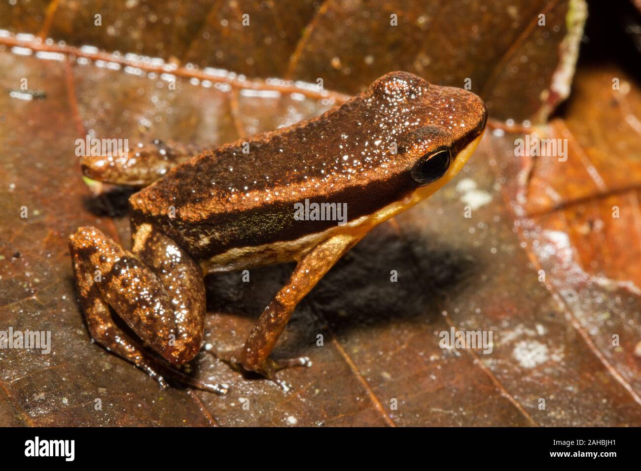 Ucayali rocket frog hi-res stock photography and images - Alamy