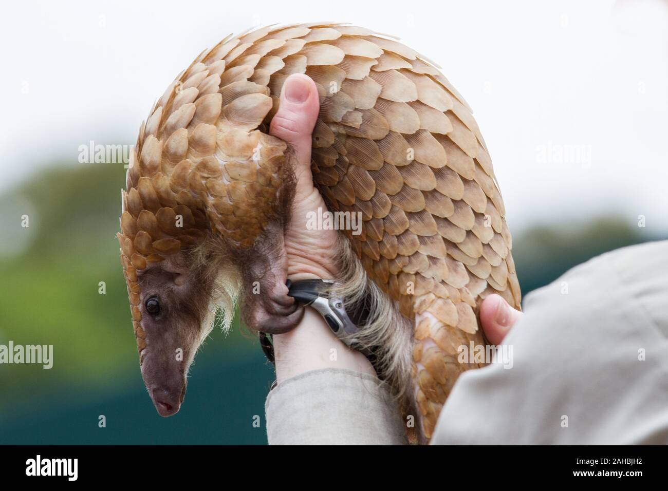 White bellied pangolin tree pangolin hi-res stock photography and ...