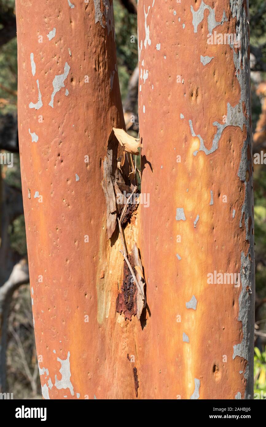 Angophora costata hi-res stock photography and images - Alamy
