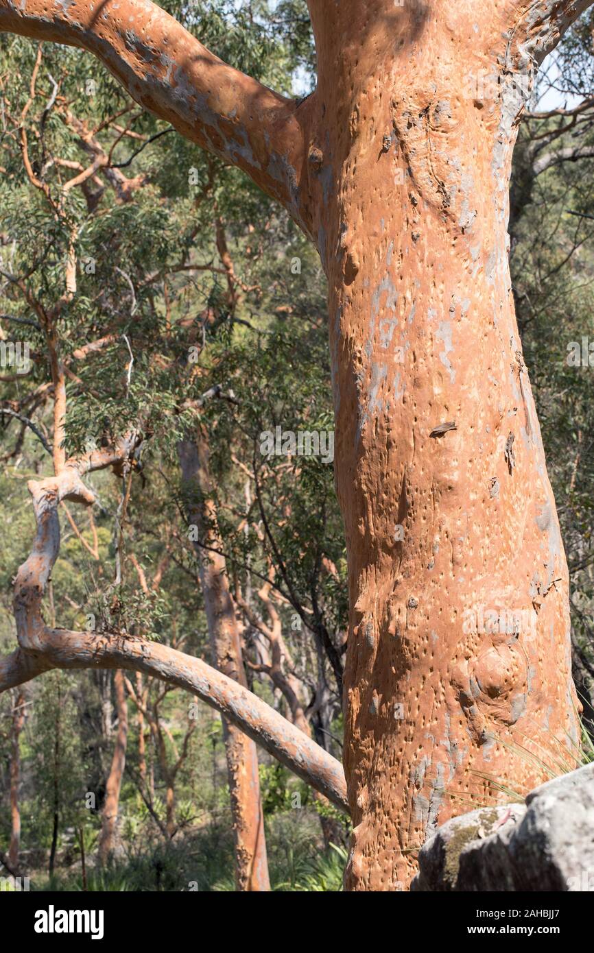 Sydney Red Gum growing in bushland Stock Photo - Alamy