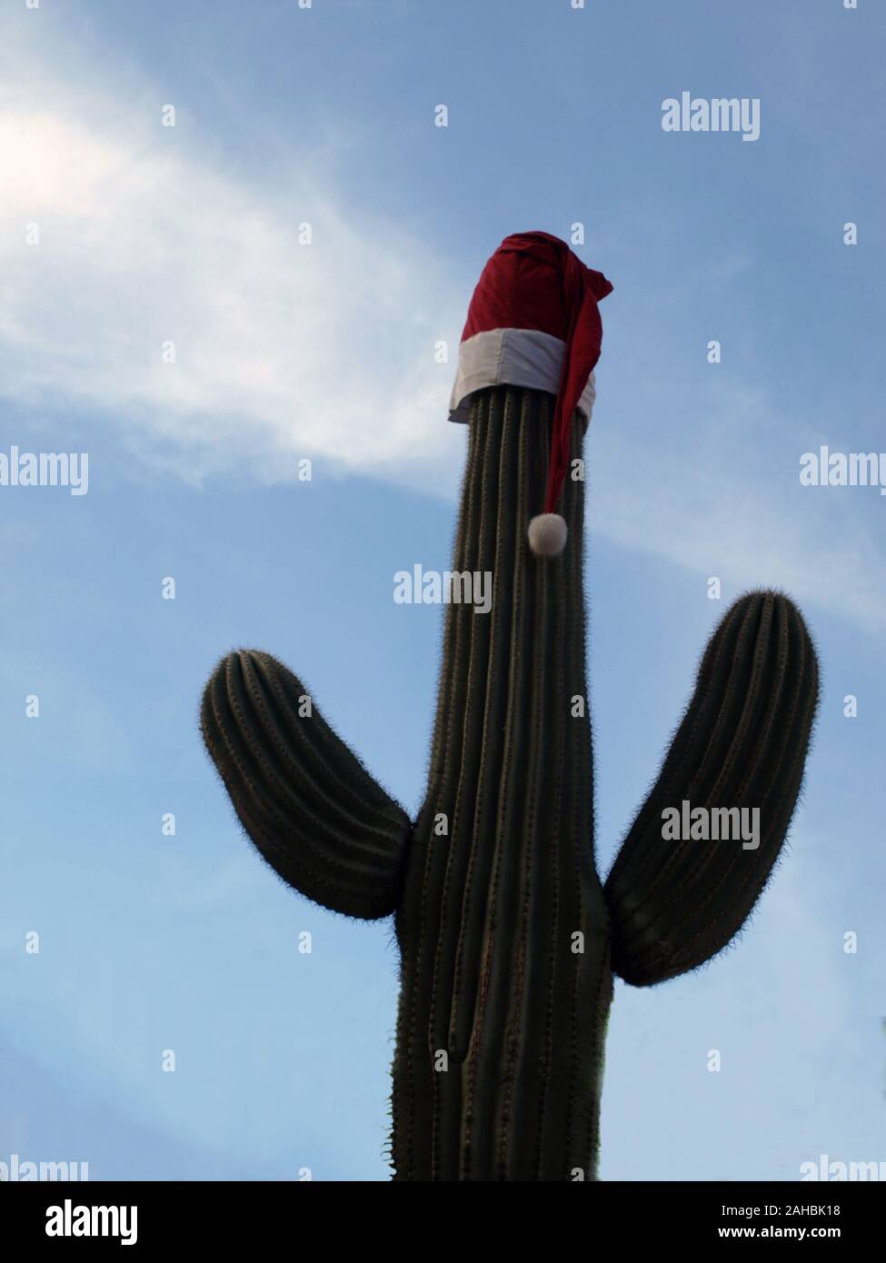 Saguaro Cactus With Hat