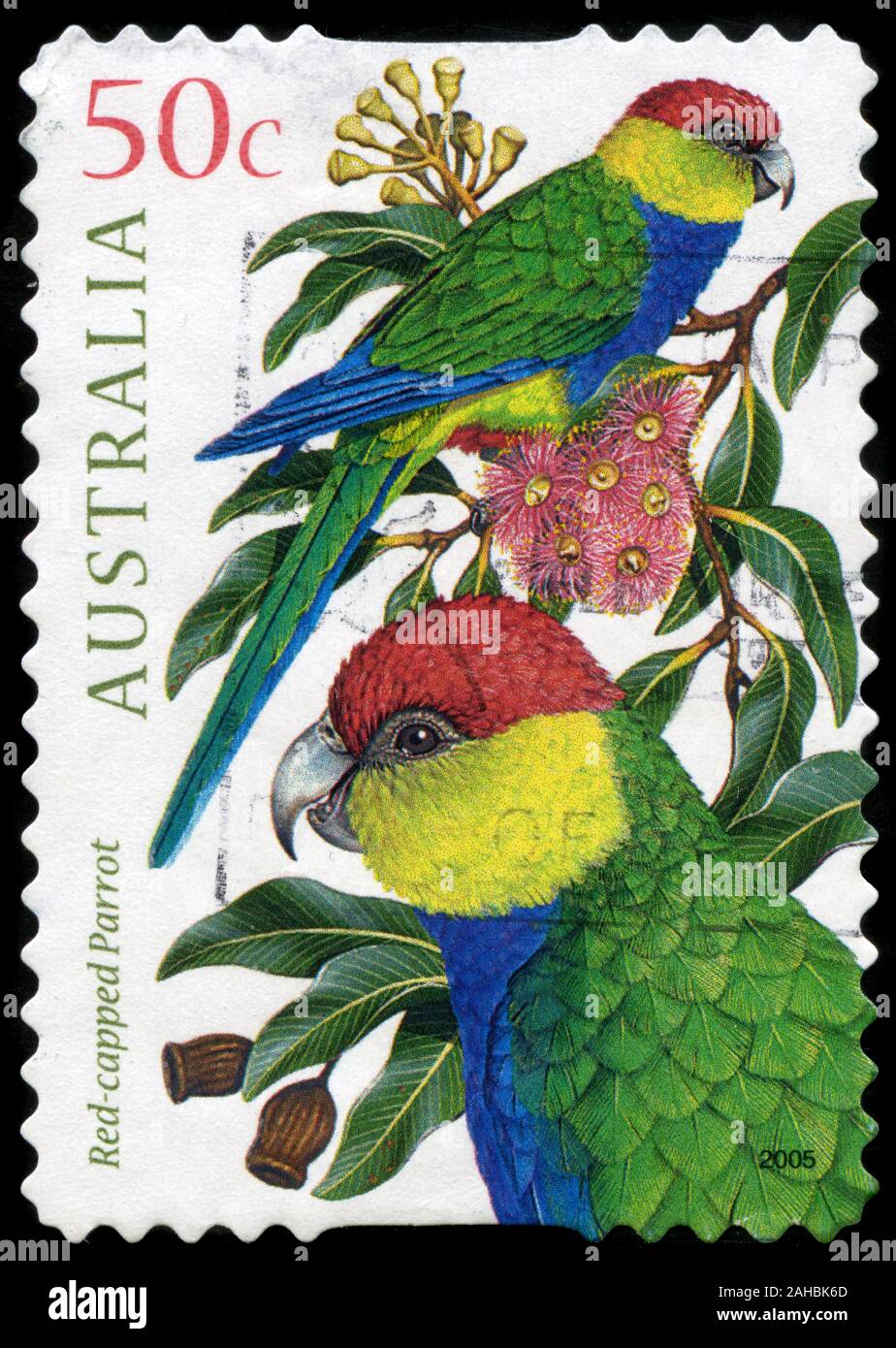 Red-capped Parrot (Purpureicephalus spurius Stock Photo - Alamy