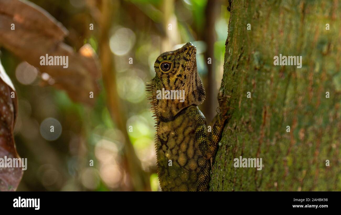 Borneo deforestation hi-res stock photography and images - Alamy