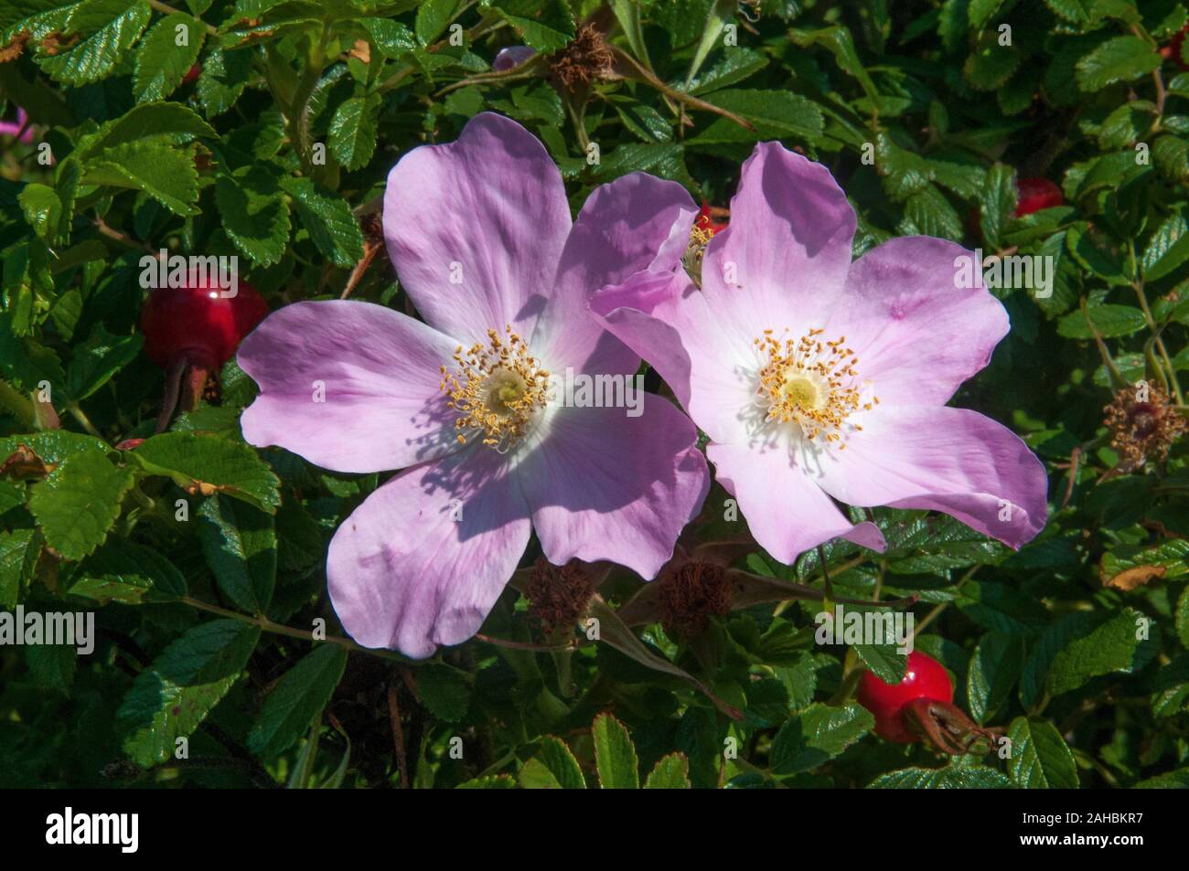 Old-fashioned single roses at the Royal Botanic Gardens, Melbourne ...