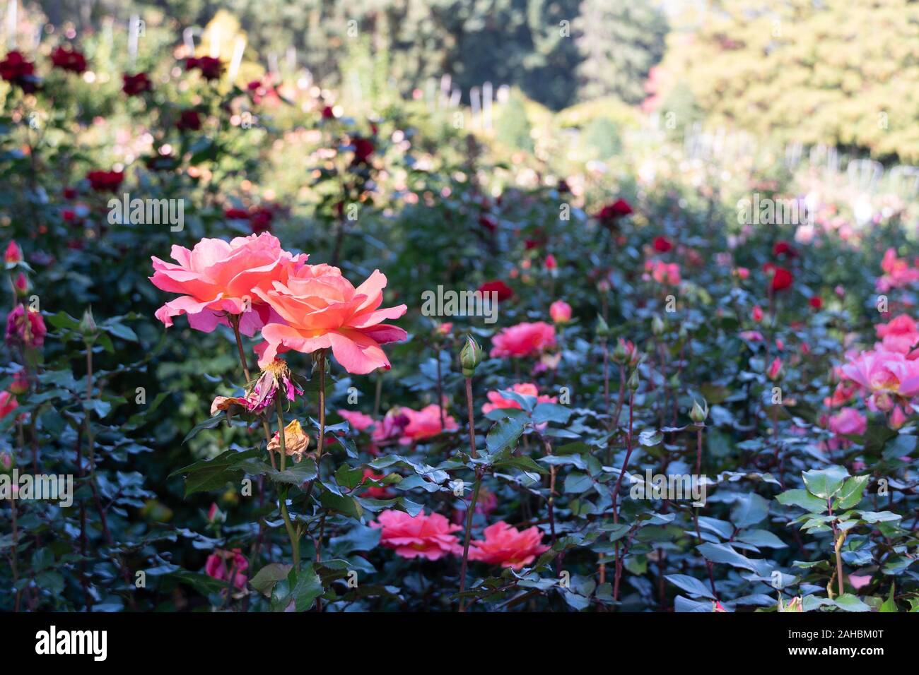 Very large Rose Garden in Portland, Oregon Stock Photo - Alamy