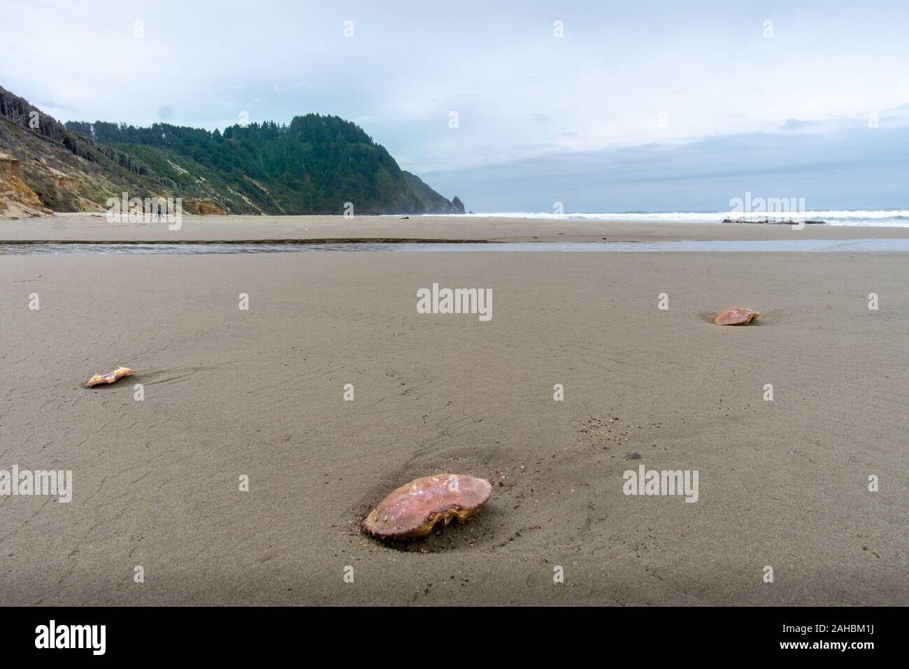 Oregon Coast Trail - Pacific Northwest during October Stock Photo - Alamy